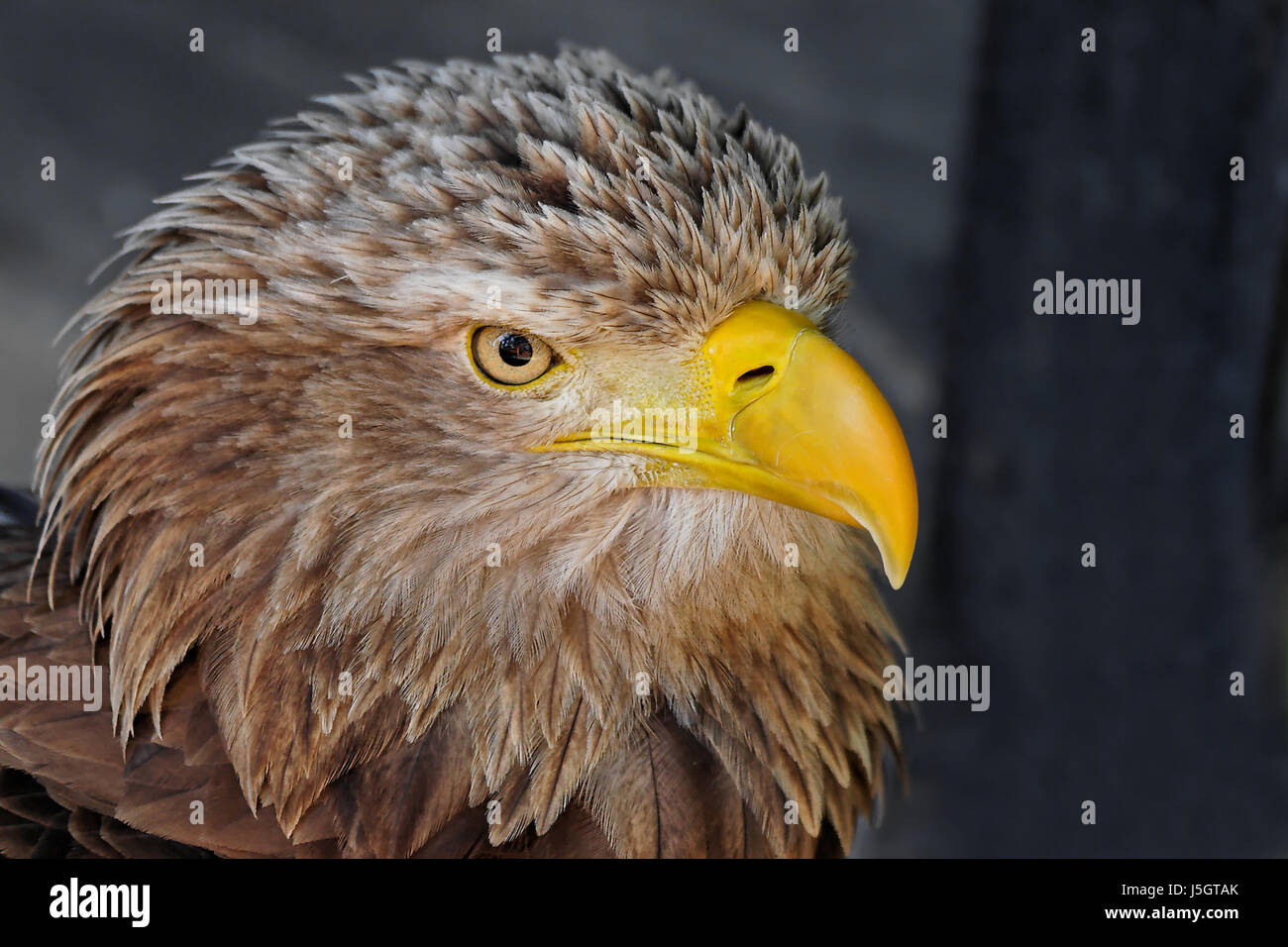Vogel Auge Orgel Vögel Raptor Schnabel Adler Grasper Schnäbel Kopf ...