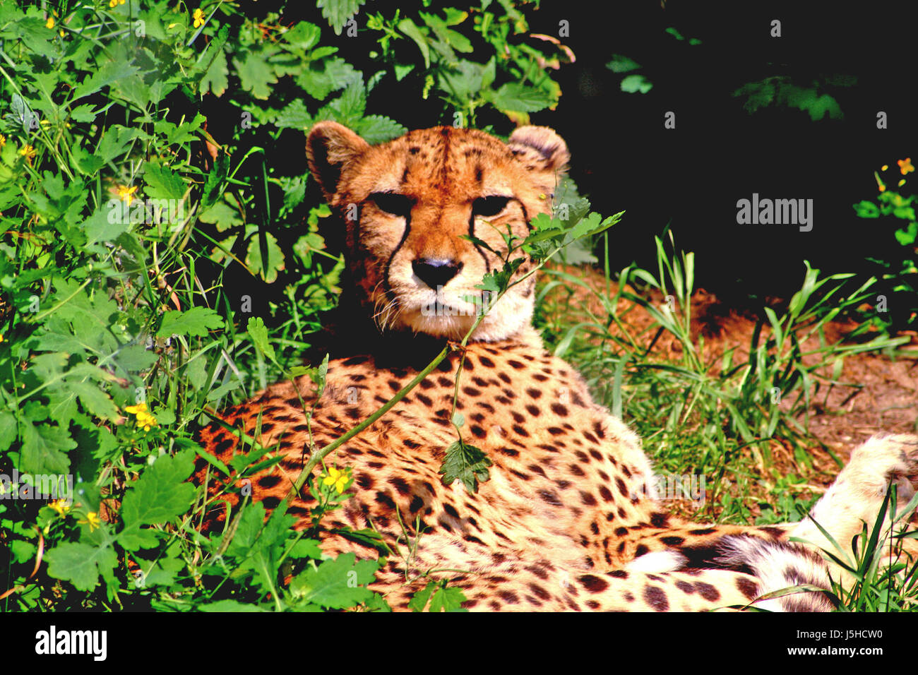 Caged cheetah -Fotos und -Bildmaterial in hoher Auflösung – Alamy