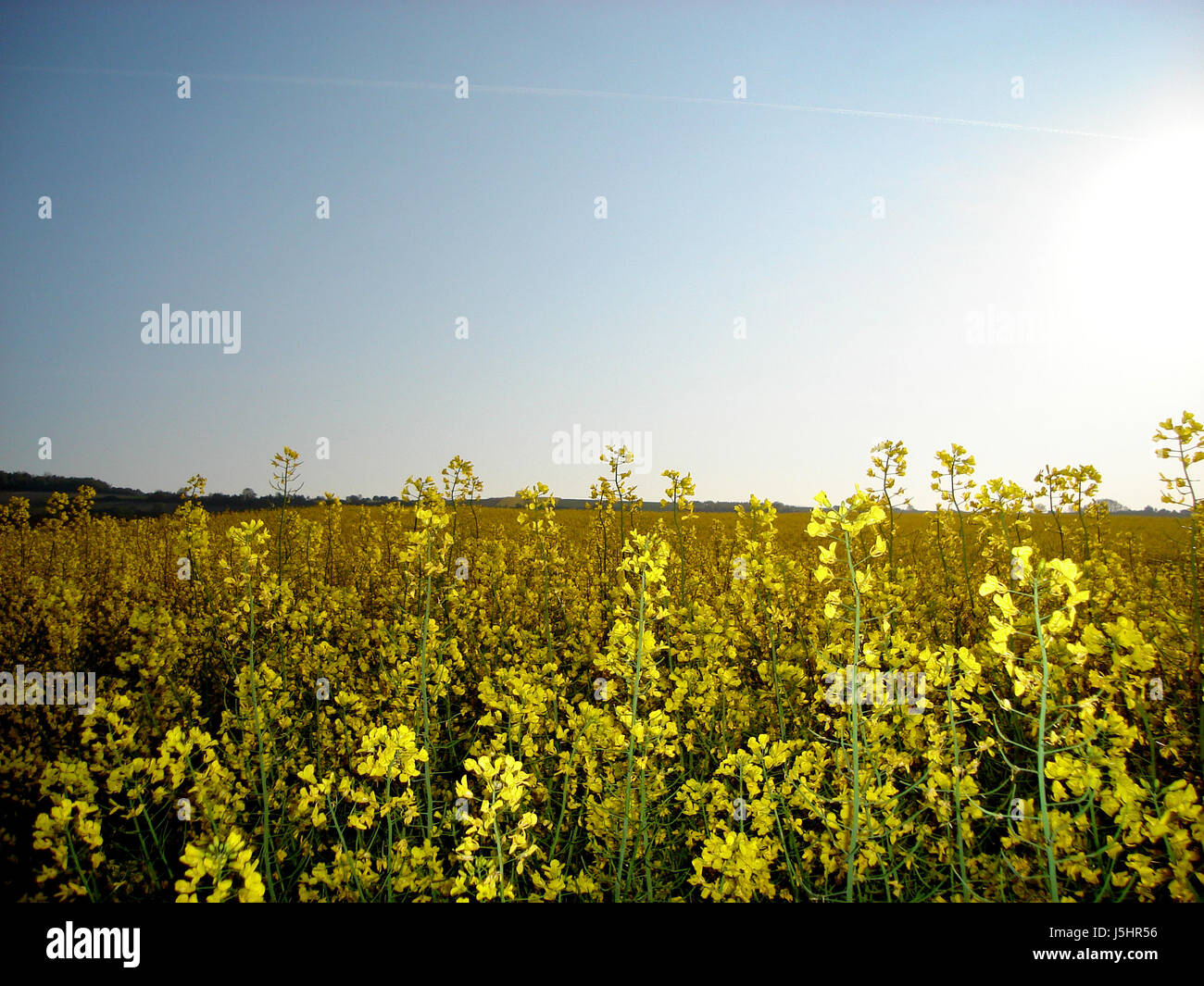 Baum Bäume Raps Raps Feld Landwirtschaft Landwirtschaft Feld Frühling ...
