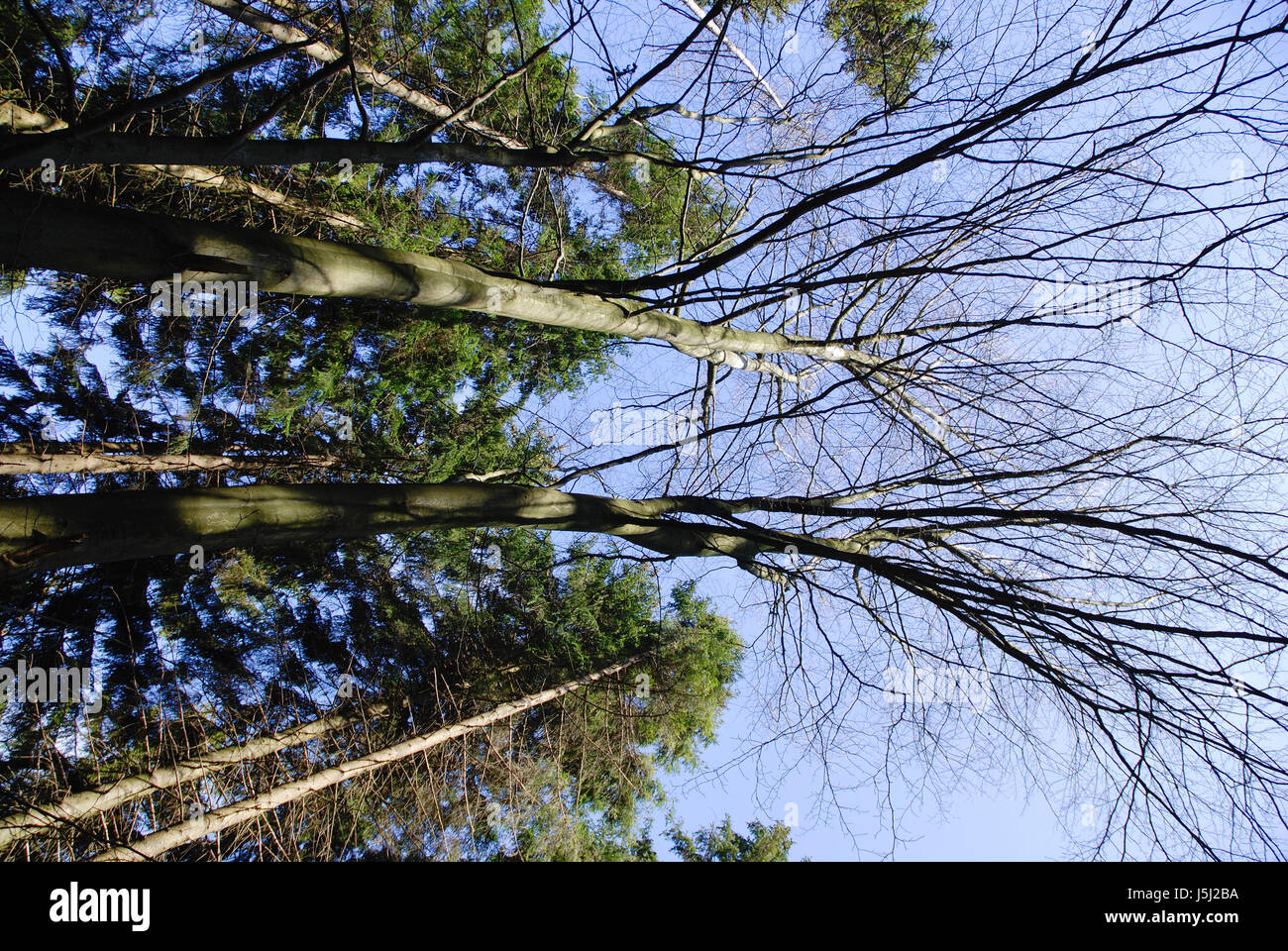 blauer Baum Bäume grünen Laubbaum Wald Konifere Nadelbaum Wald ...