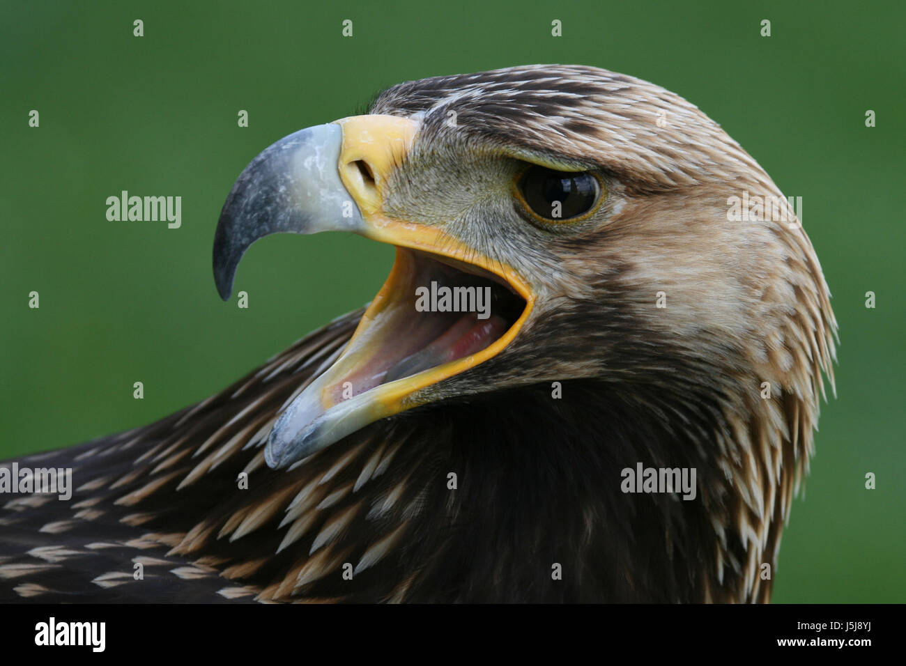 Unreifer Steinadler Bilder
