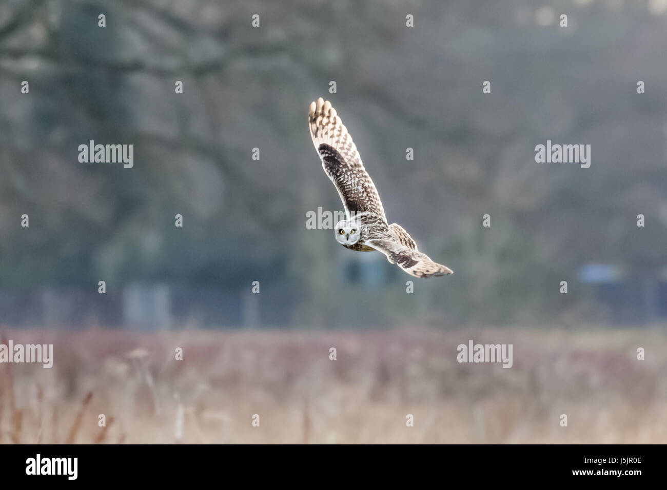 Eule Fliegen Stockfotos und -bilder Kaufen - Alamy