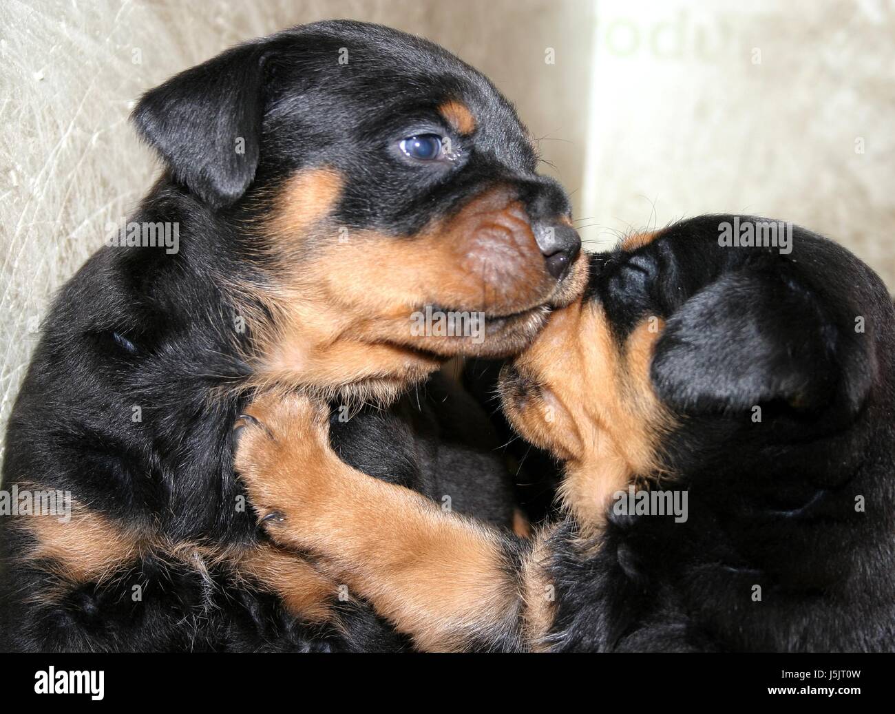 Rottweiler-Baby - 4 Wochen alt - 02 Stockfotografie - Alamy