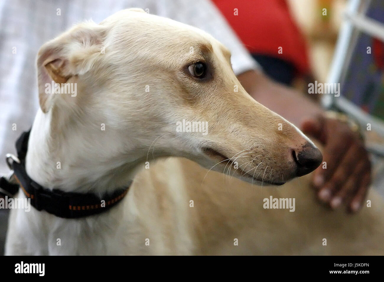 Greyhound Chart polski Stockfotografie - Alamy
