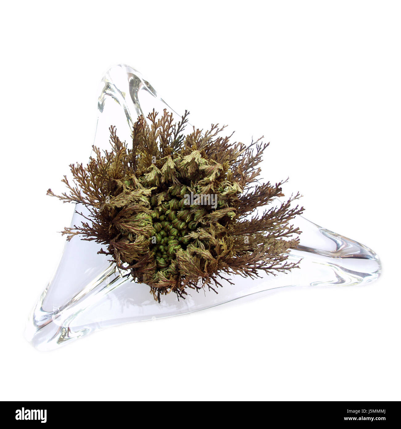 Jericho rose -Fotos und -Bildmaterial in hoher Auflösung – Alamy