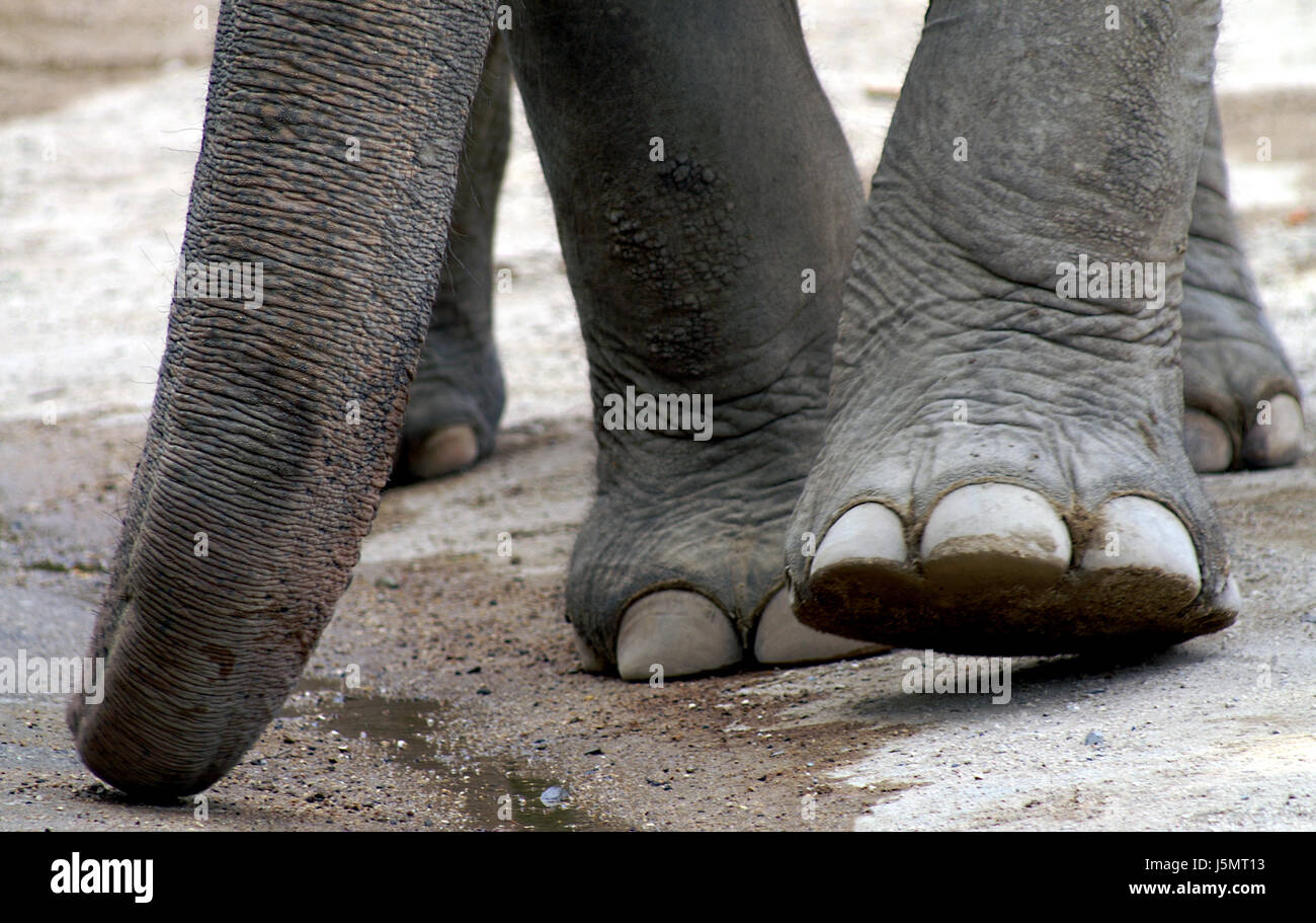 Trampling feet -Fotos und -Bildmaterial in hoher Auflösung – Alamy
