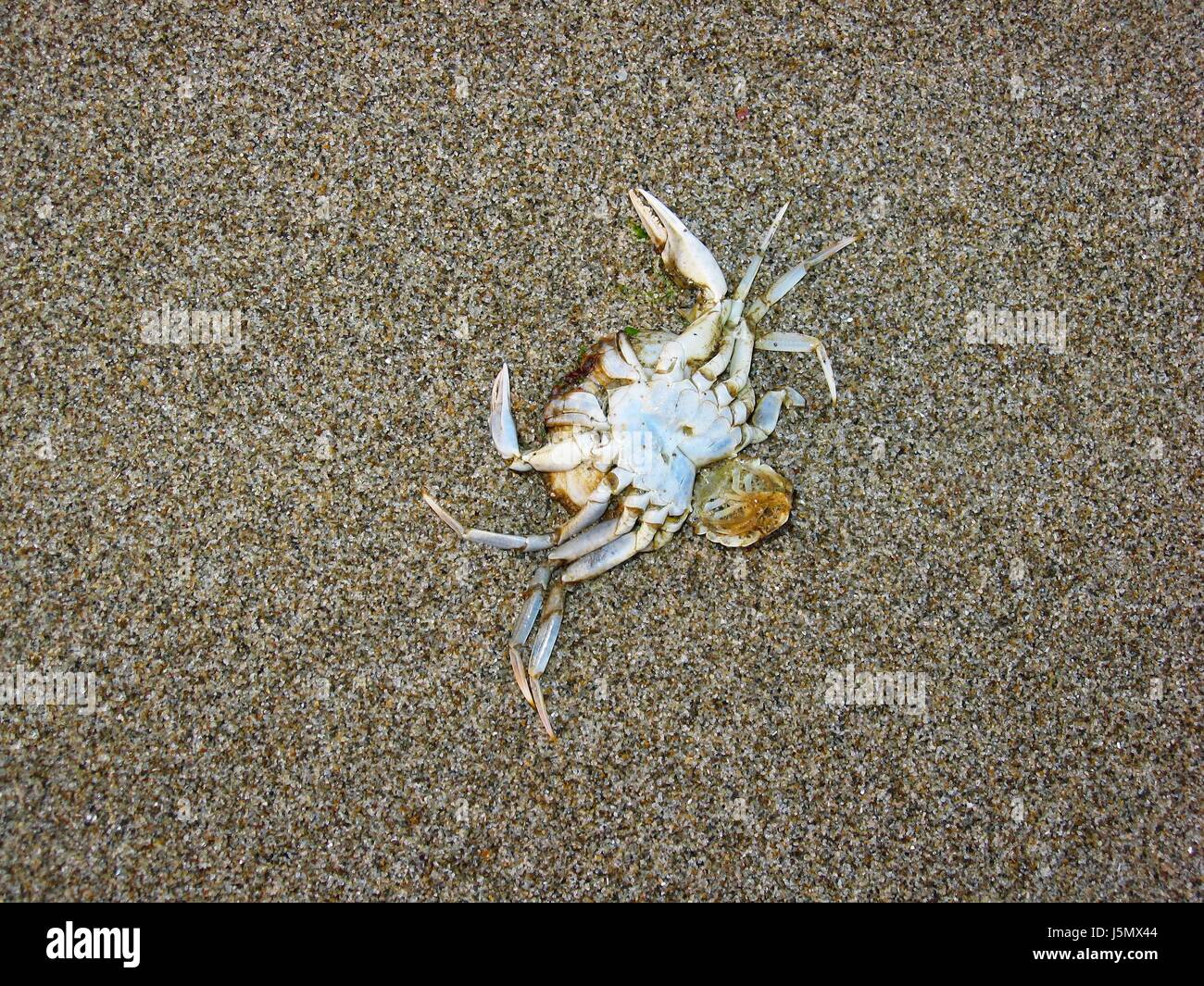 Tod von tieren -Fotos und -Bildmaterial in hoher Auflösung – Alamy