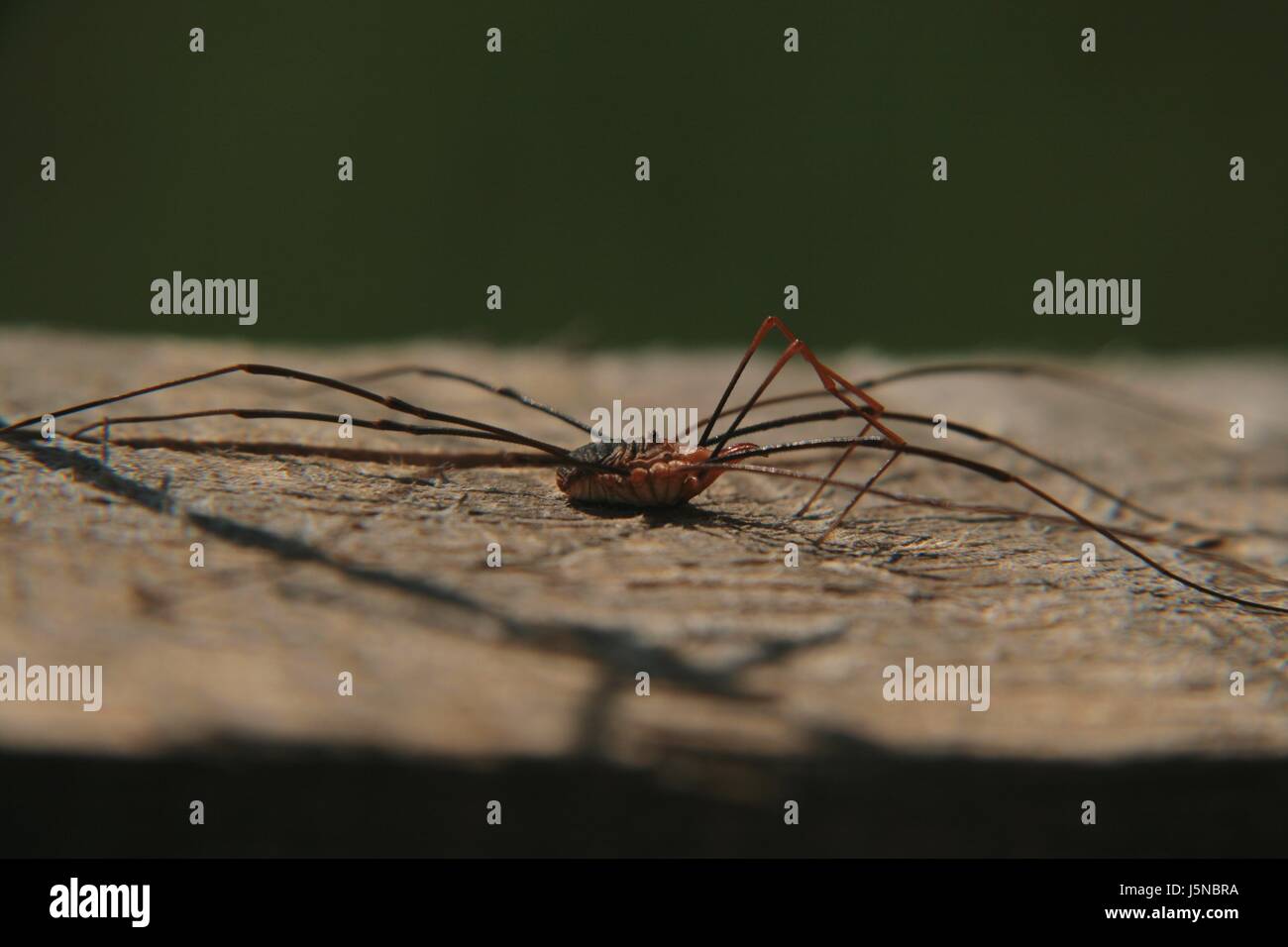 Trogulus Torosus Stockfotos und -bilder Kaufen - Alamy