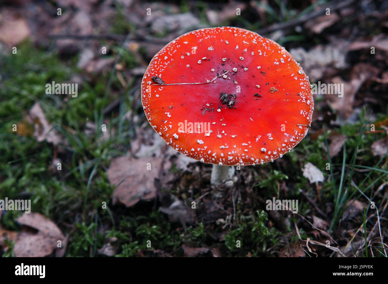 grüne Blätter Hut herbstlichen stehende Punkte Moos Fliegenpilz Poison ...