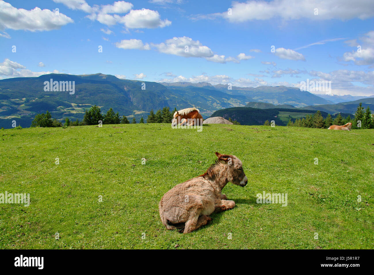 Berge Reiten Dolomiten Tiere Alpen Alp Süd Tirol Haustiere Sommer ...