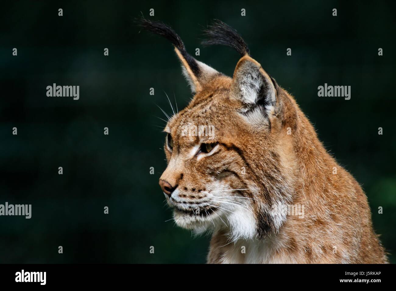 Poser katze -Fotos und -Bildmaterial in hoher Auflösung – Alamy