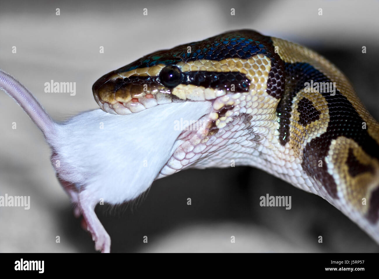 Todes Tier Reptil-Hövel Terrarium Schlucht verschlingen verschlingen ...