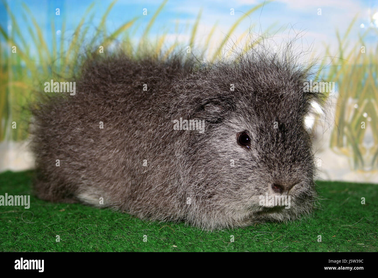Ch teddy meerschweinchen -Fotos und -Bildmaterial in hoher Auflösung ...