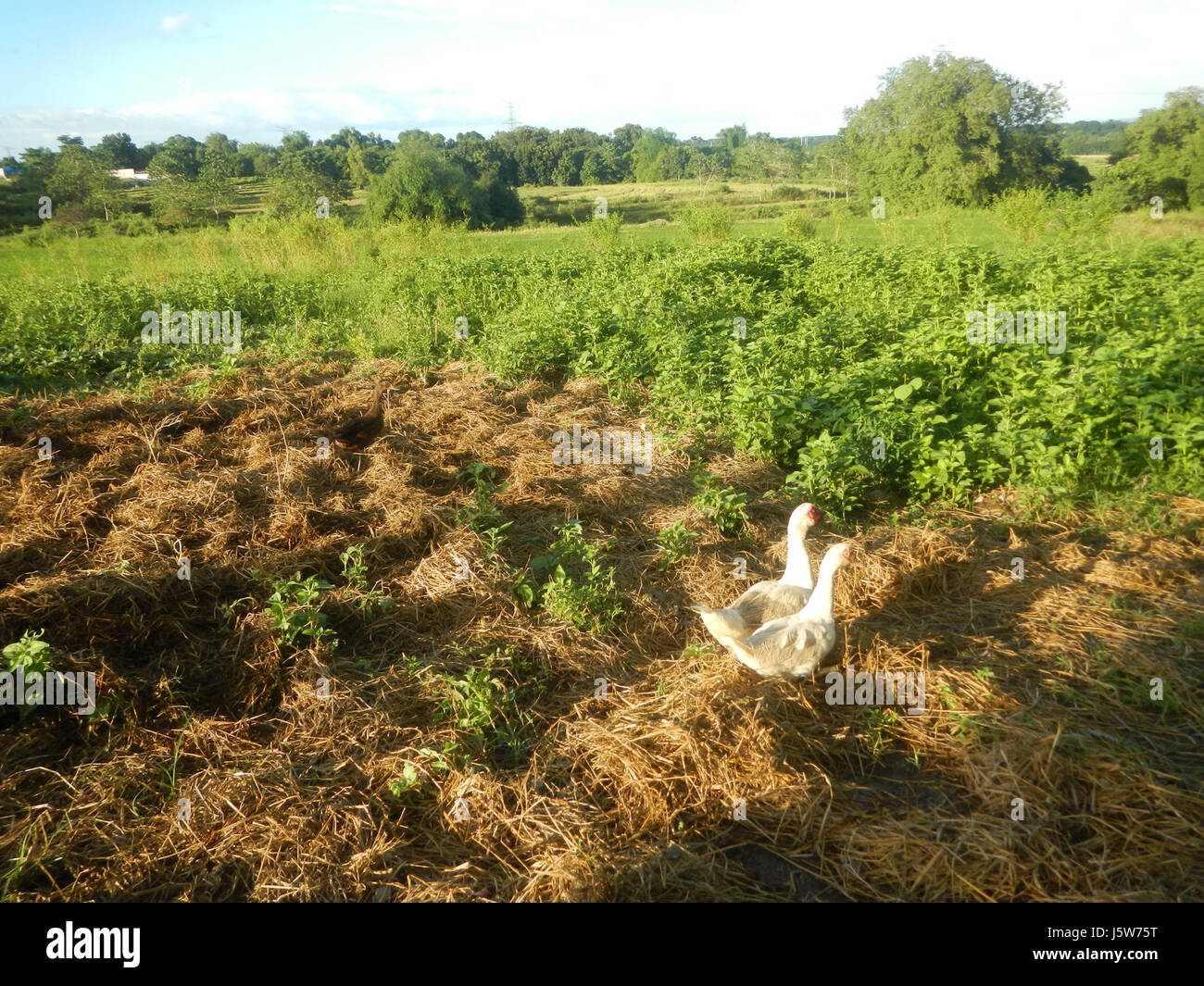 0188 Felder Solar Powered Agri-Landgemeinden Paddy Pasong Inchik San ...