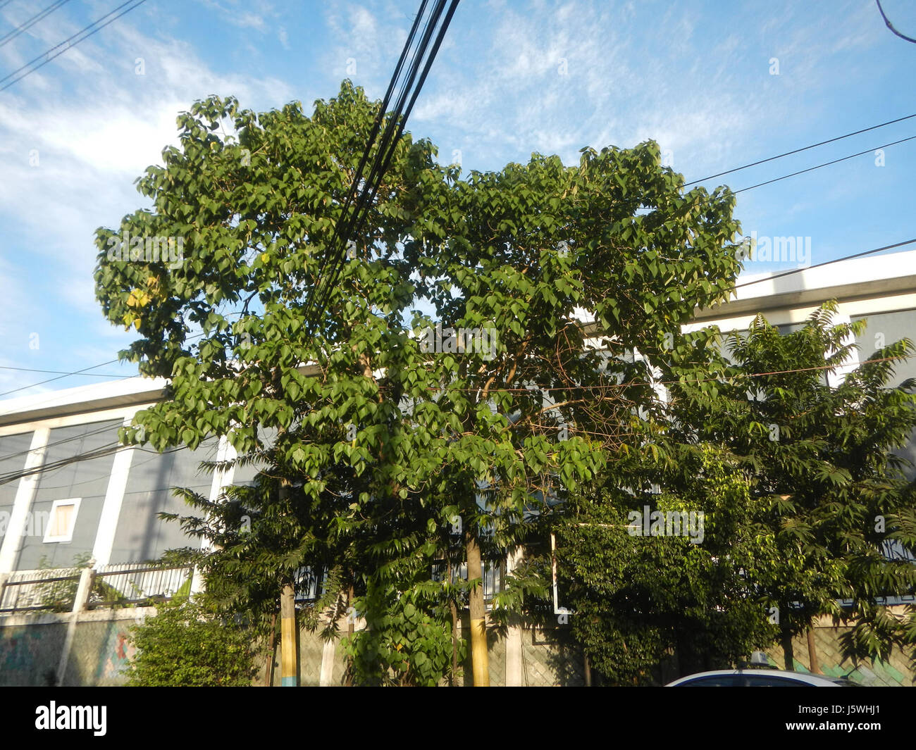 03754 NAPINDAN hydraulische Steuerung Struktur East West Rembo, Makati ...