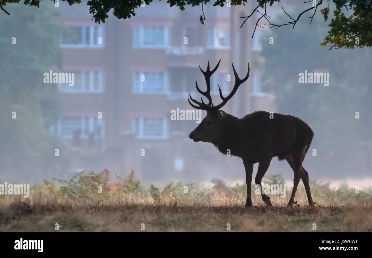 London hirsch hirsch silhouette -Fotos und -Bildmaterial in hoher ...