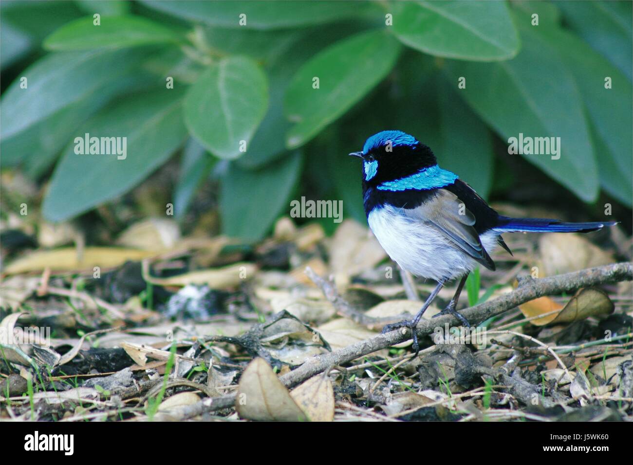Blauer Vogel Vögel Australien Singvogel Bobolinks blaue Vogel Vögel ...