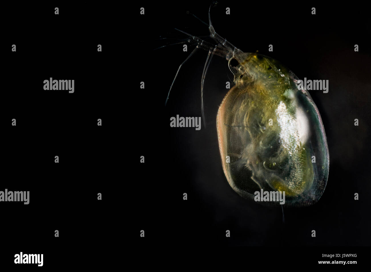 Daphnia pulex -Fotos und -Bildmaterial in hoher Auflösung – Alamy