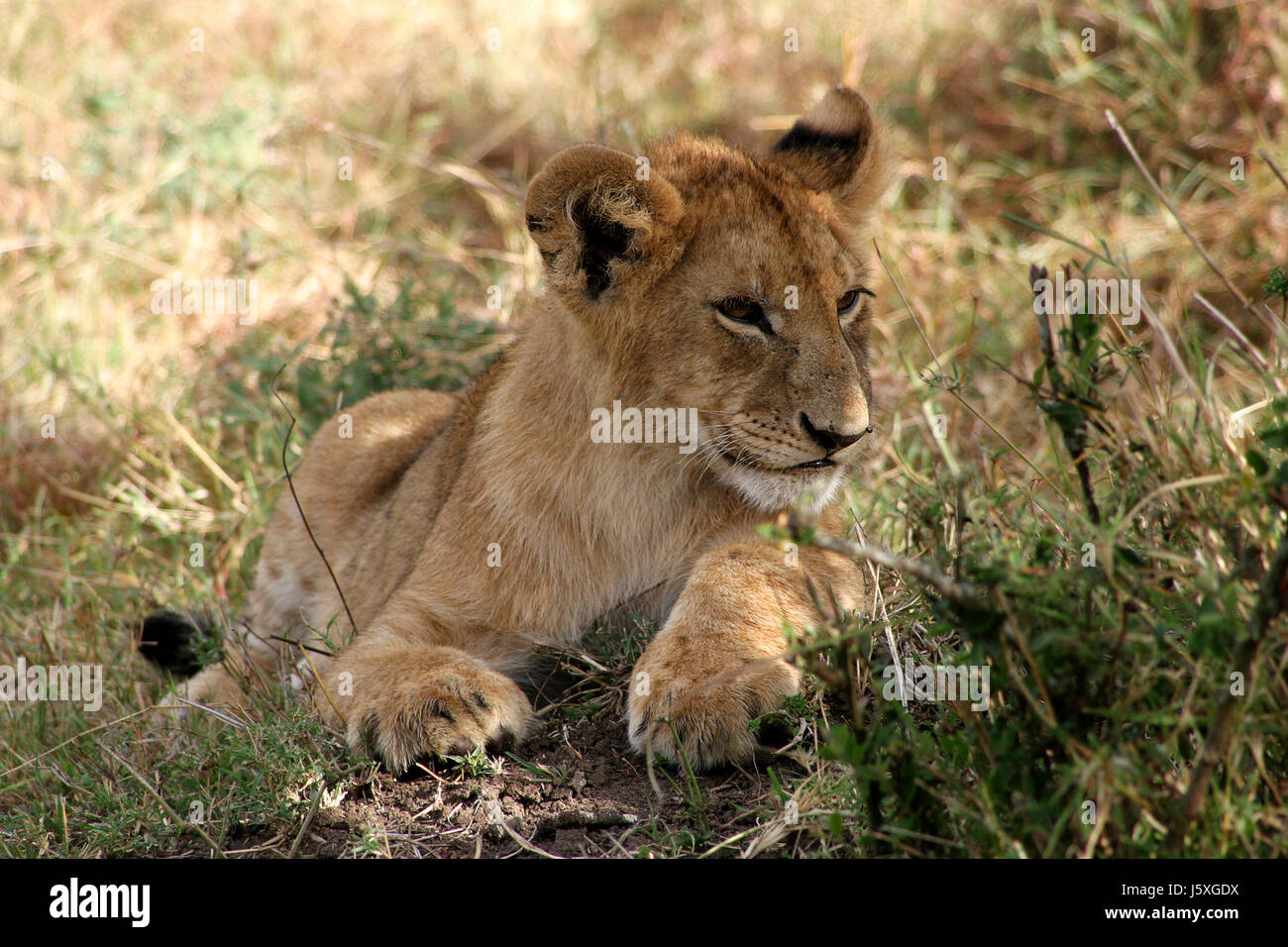 Afrika Löwe Katze Raubkatze Raubkatze junge Tier Pussycat Hauskatze ...