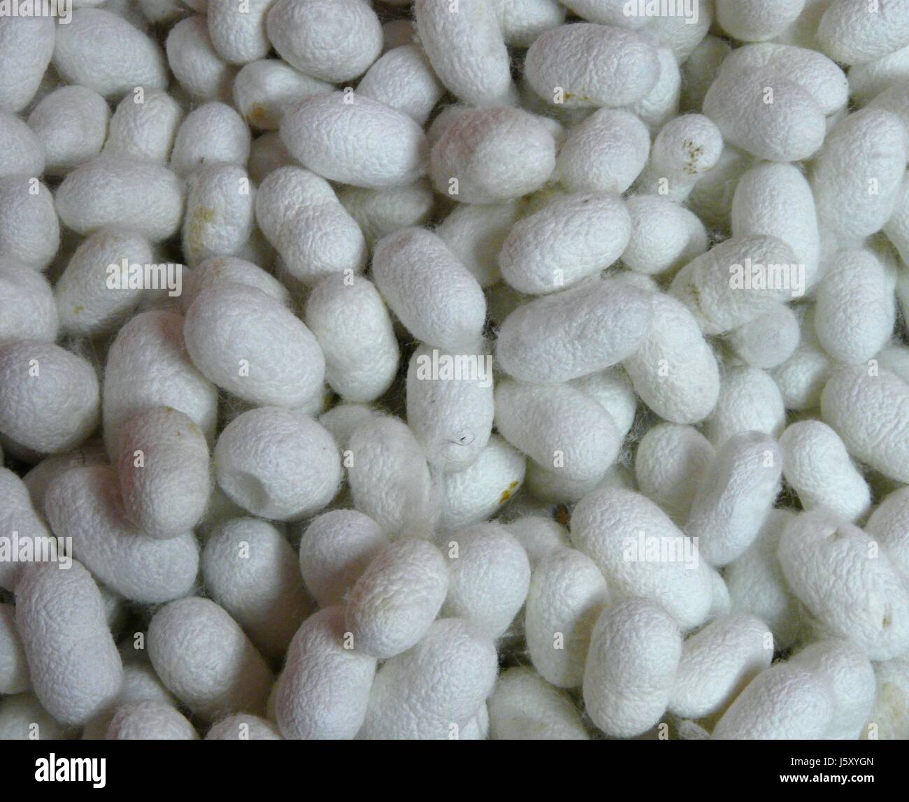 Cocoon silk spinner -Fotos und -Bildmaterial in hoher Auflösung – Alamy