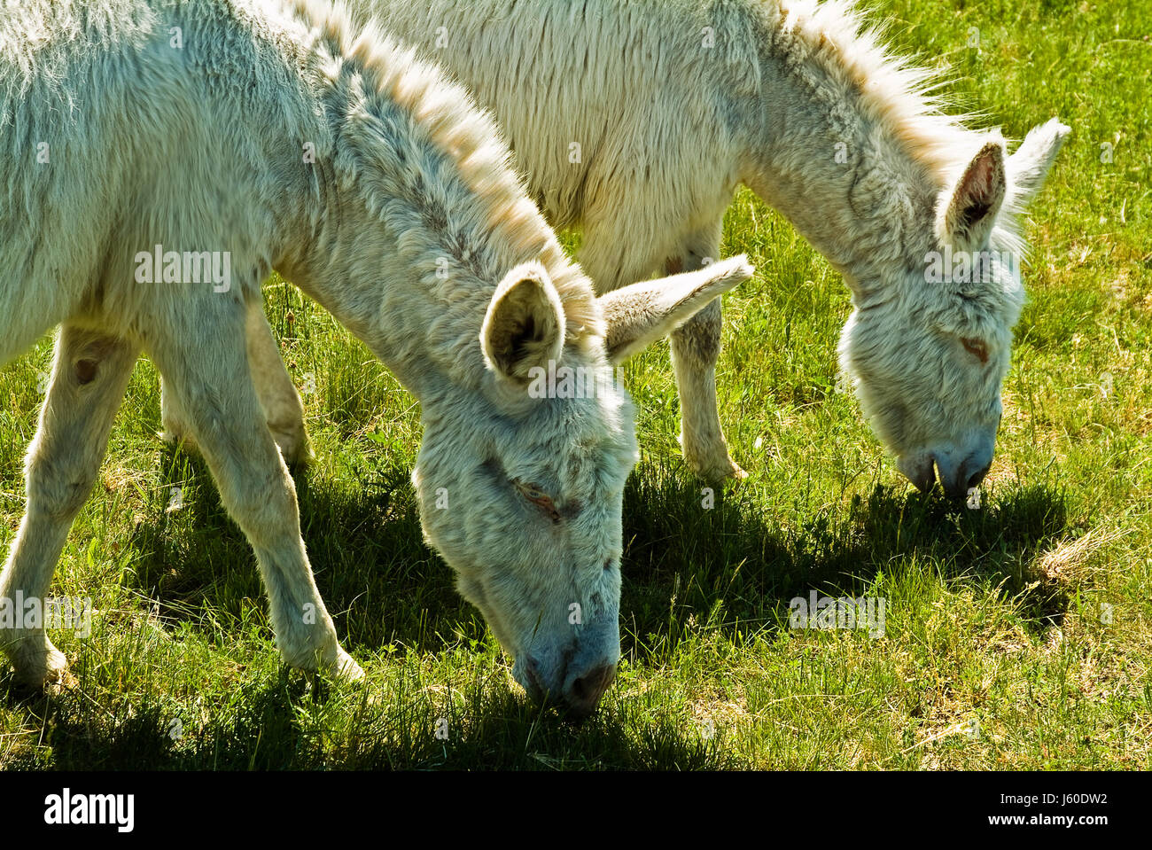 Donkey albino -Fotos und -Bildmaterial in hoher Auflösung – Alamy