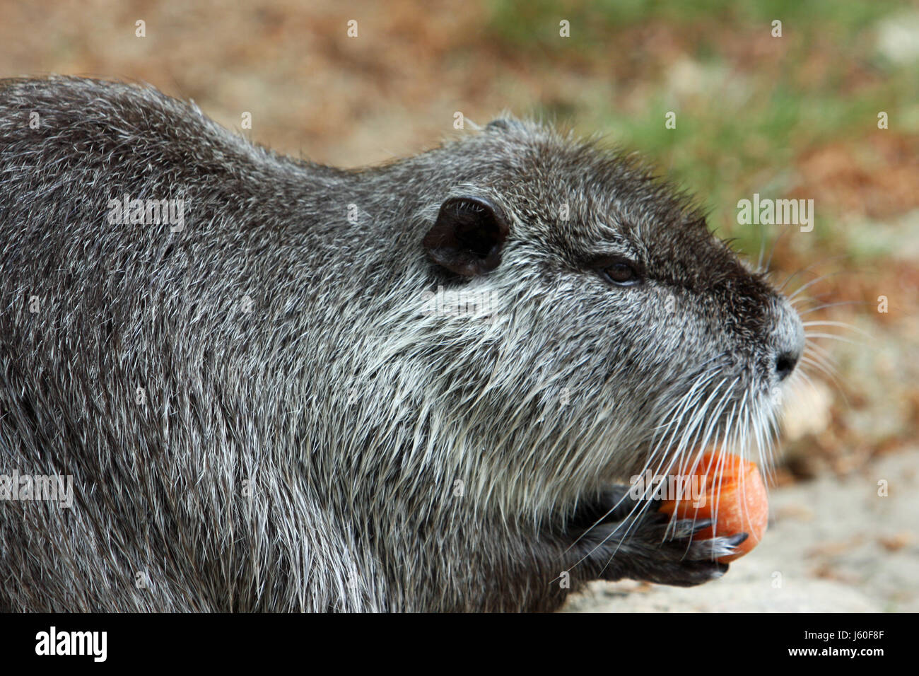 tierische Säugetier Biber Nutria Wasser Tier Säugetier Nagetier Biber ...
