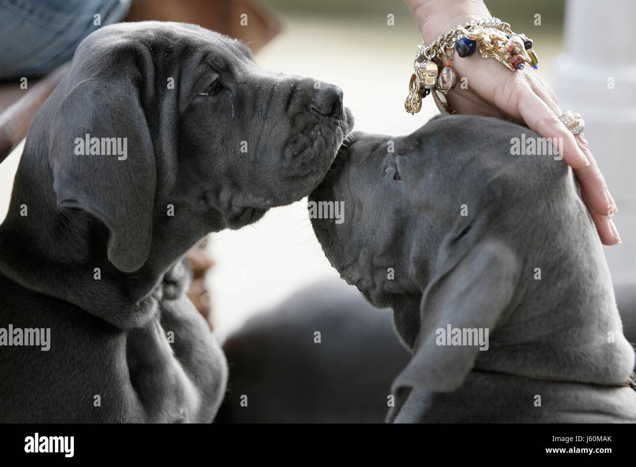 Hund Hunde Hunde Deutsche Dogge Doggen Blau Farbe Tier Hund Welpen ...