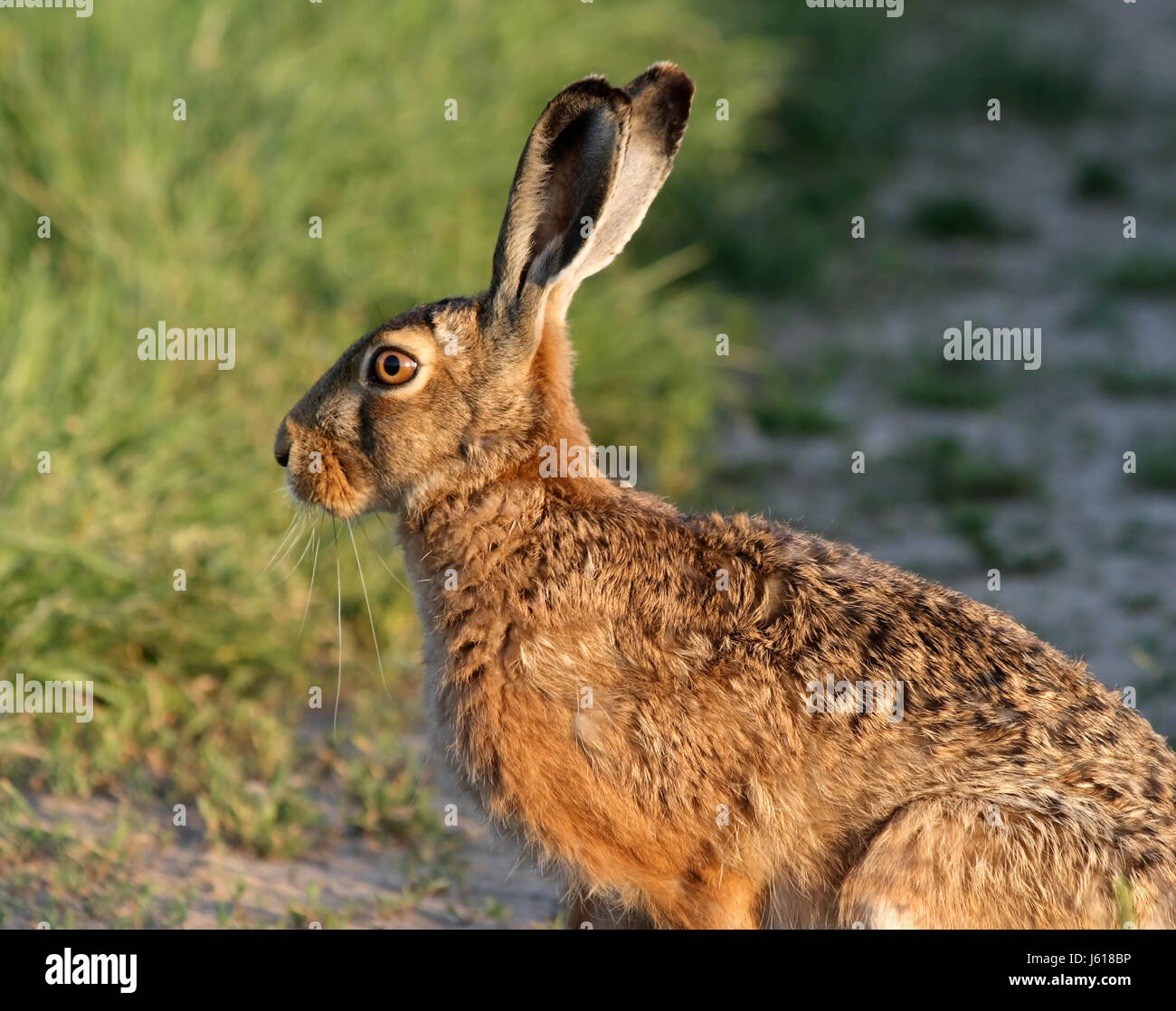 Hasenohren Hase Hase schüchtern Hektar großen Kurse Wiese Hase Wald ...