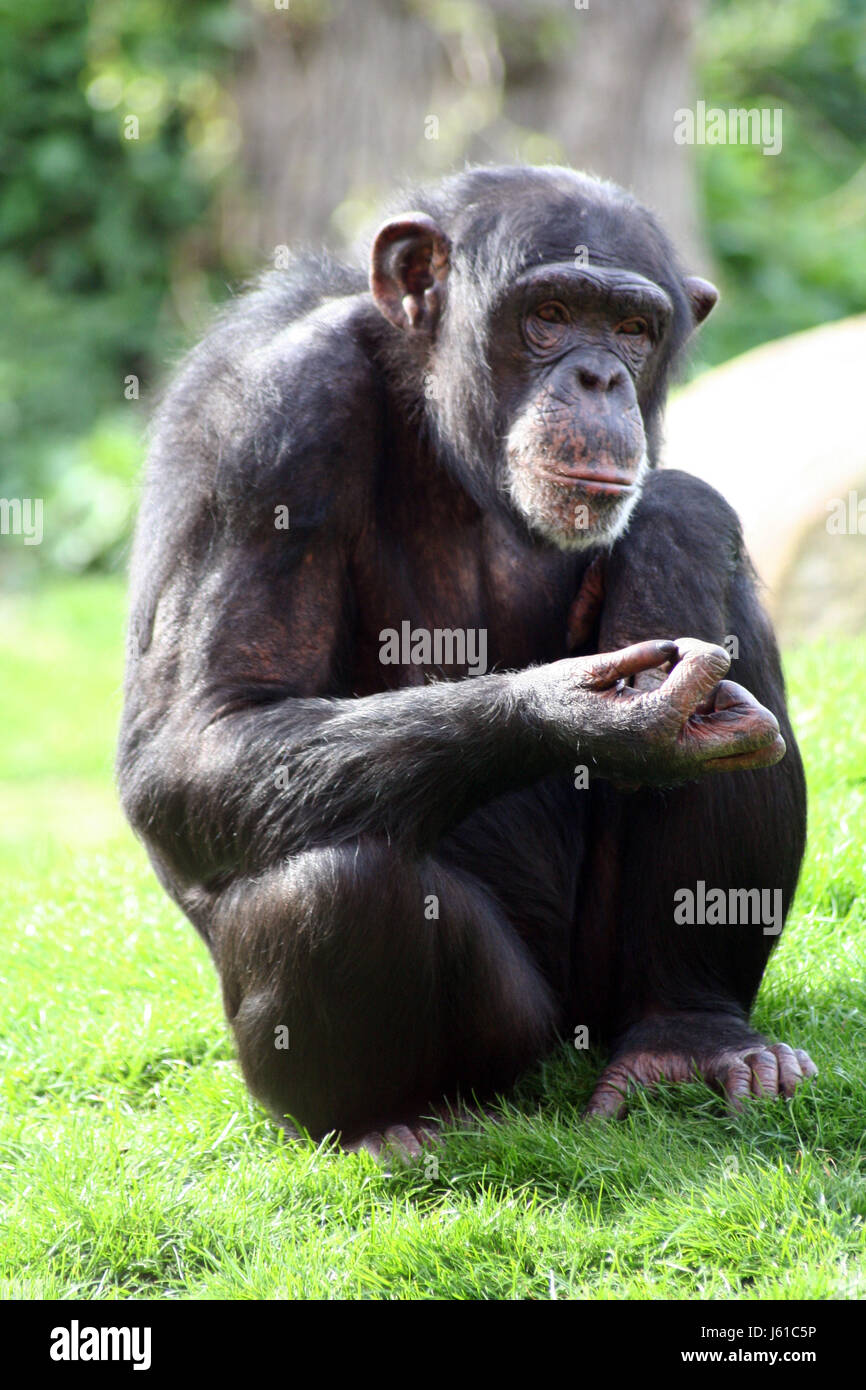 Affe Moment Schimpansen Menschenaffen Put sitzen Sit Finger Affen ...