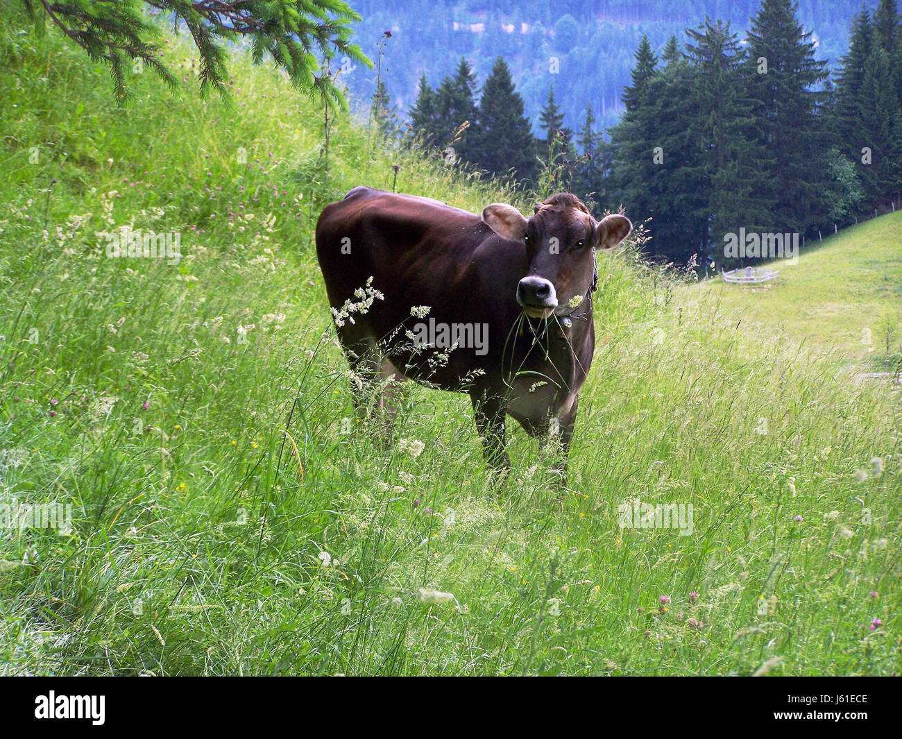 Bull Alp Kuh bovine Bullock Wiese weiden Bull Alp Kuh Rinder Bullen ...