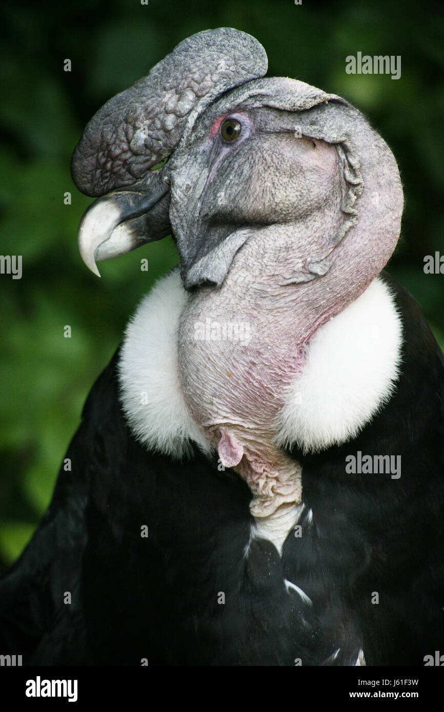 Vogel, Vögel, Raptor, Schnabel, Geier, hässlich, Condor, Schnäbel ...