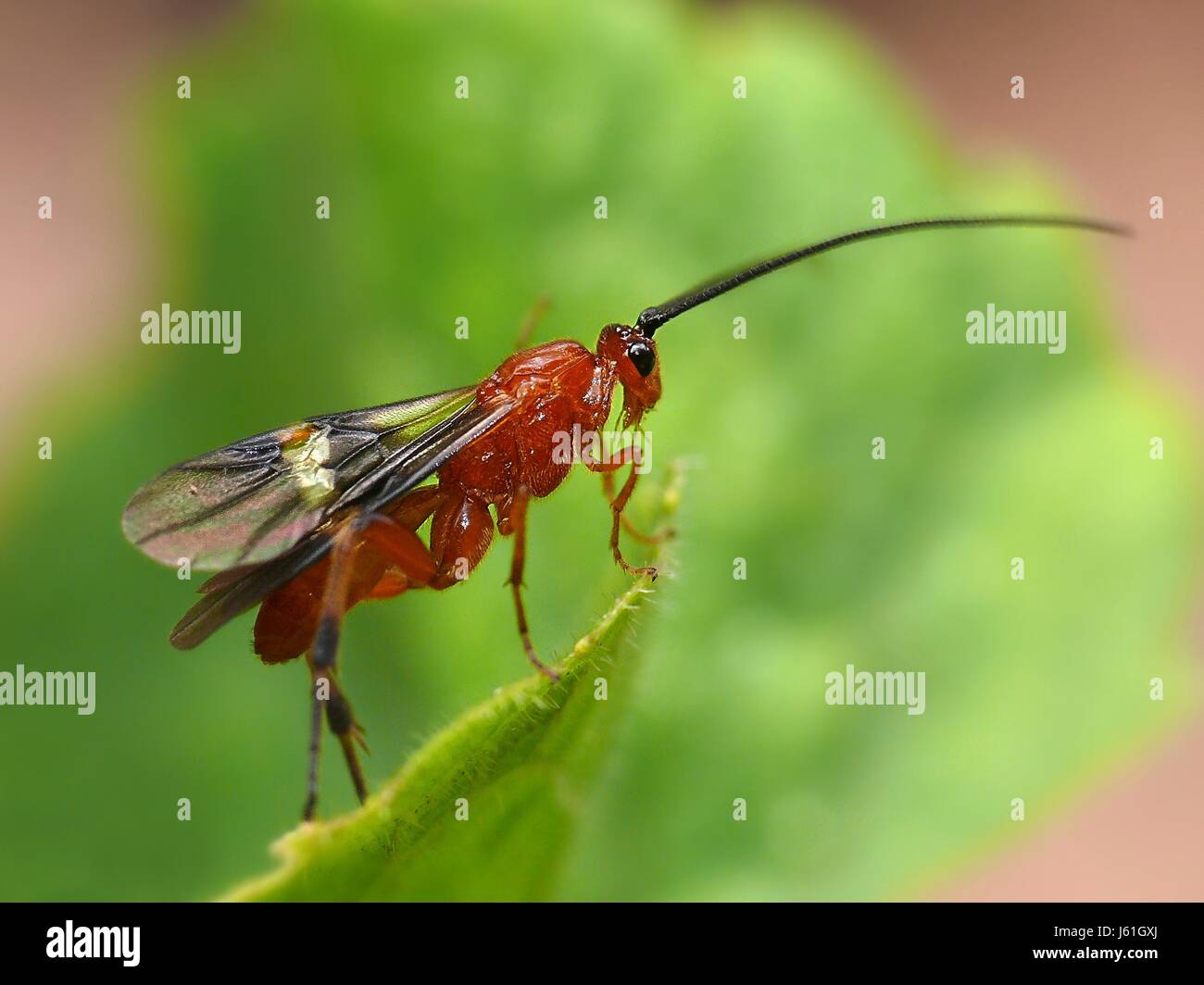Netelia testacea -Fotos und -Bildmaterial in hoher Auflösung – Alamy