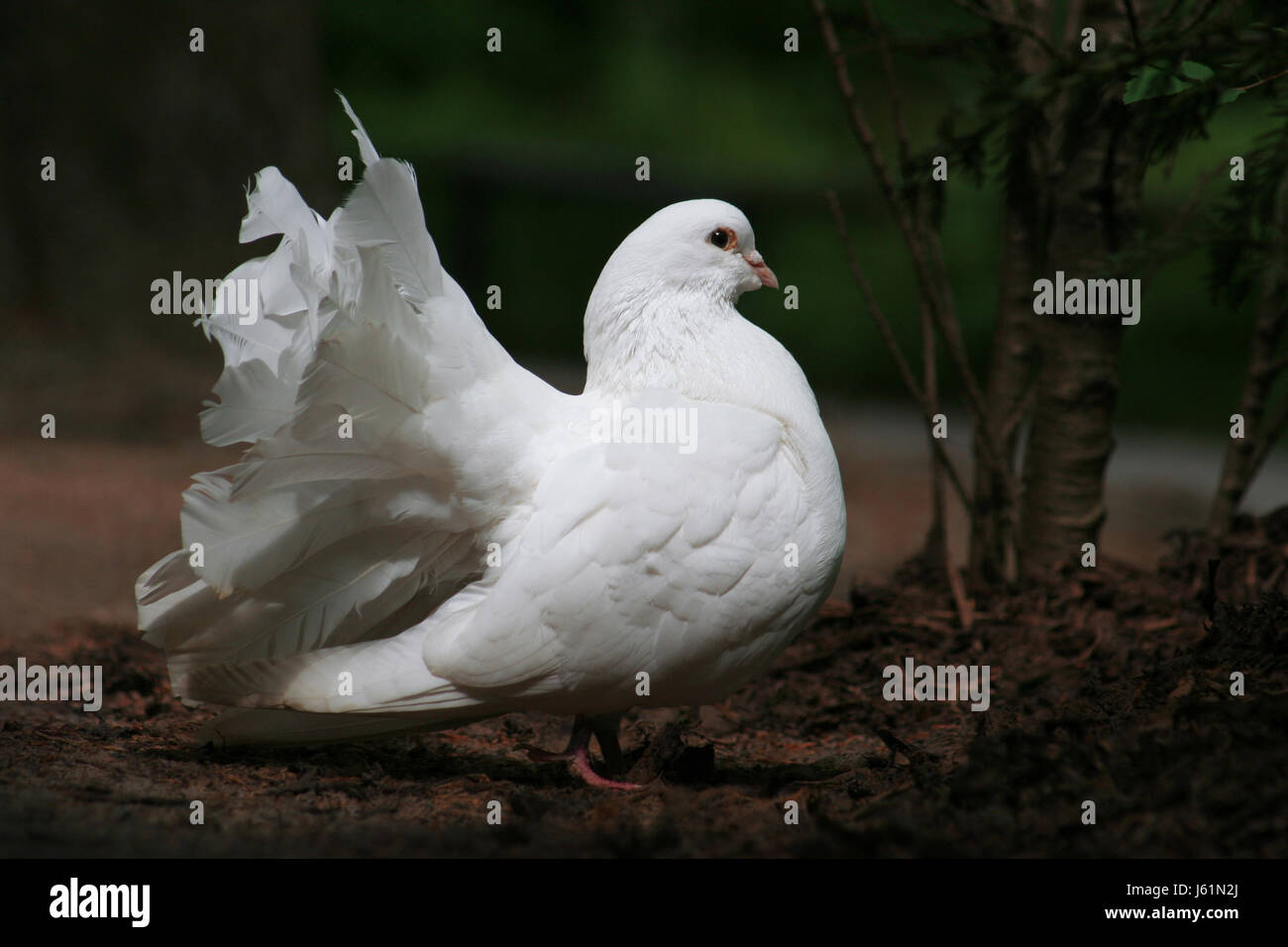 Würmer Auge Profil Taube drehen Räder Würmer Auge Profil Glanz ...