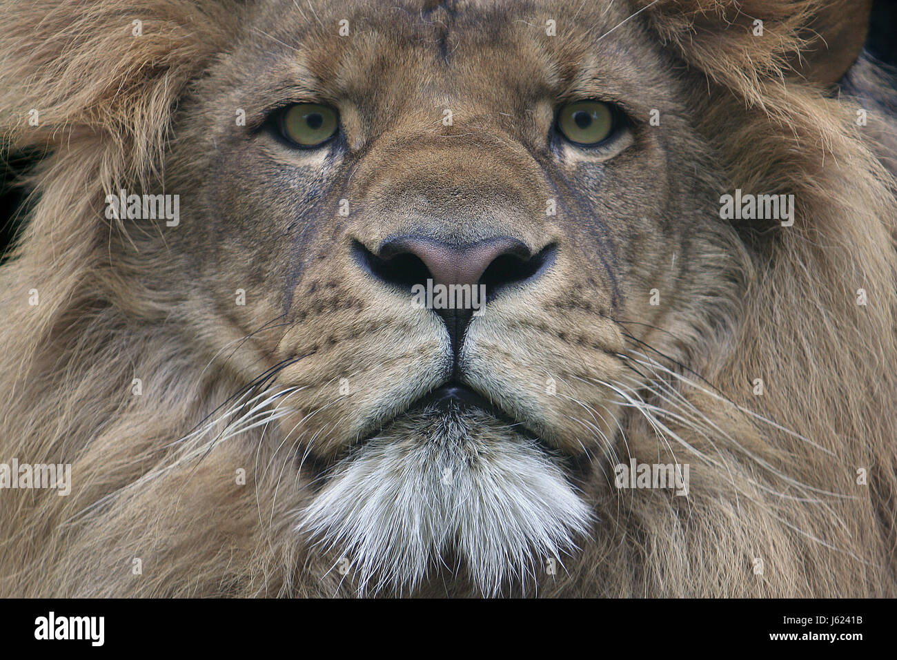 Stechende augen -Fotos und -Bildmaterial in hoher Auflösung – Alamy