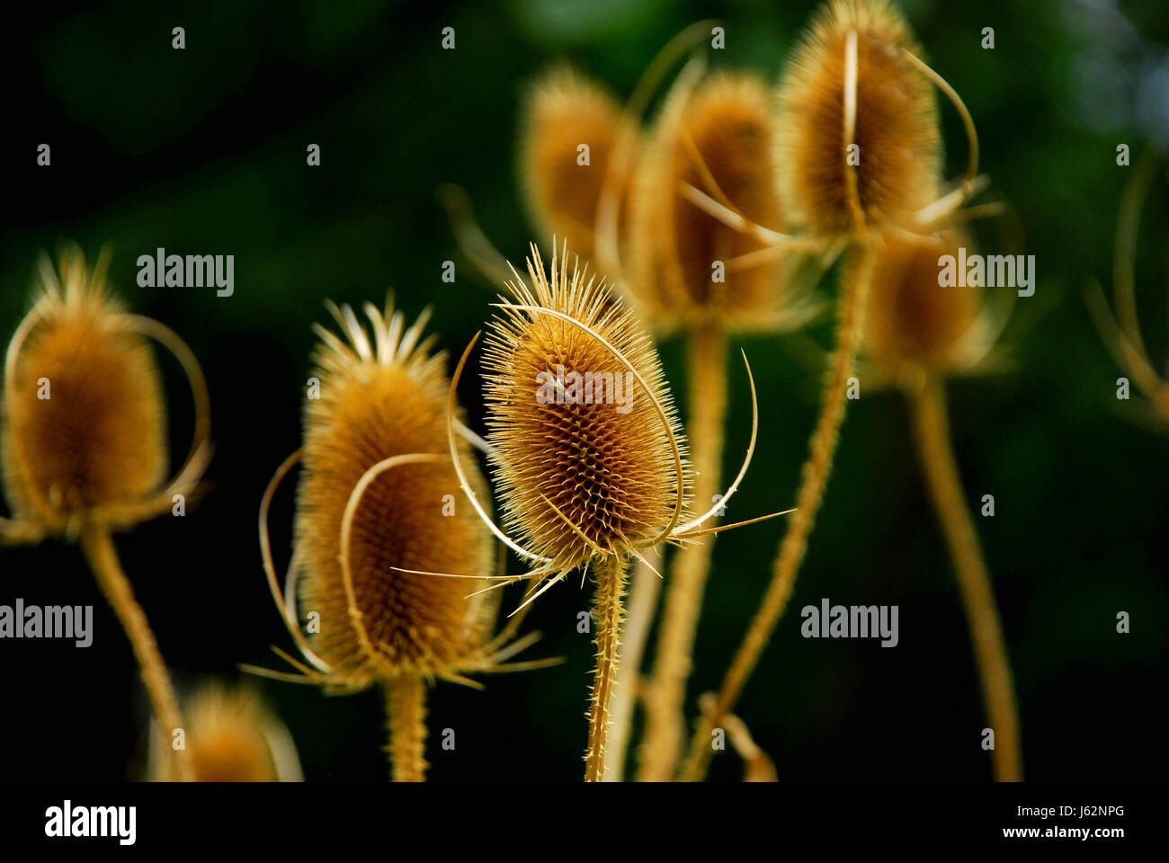 Weber Karde Stockfotos und -bilder Kaufen - Alamy
