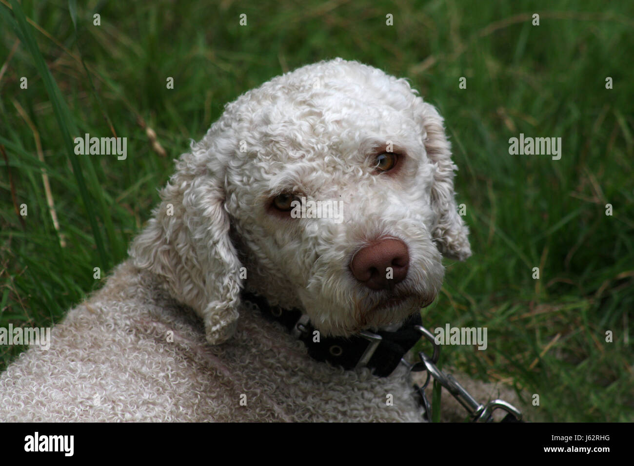 Hund Pedigree Hund Hund Treue selten mutig Stammbaum Hund Hund gute ...