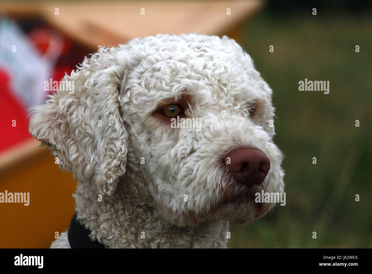 Hund Hund Hund Treue selten mutig Stammbaum Hund Hund gute Rüschen süß ...