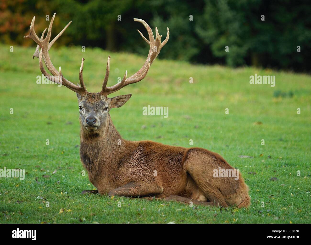 Wild macht Hörner Hirsch Reh Hirsch Wald Hart Hirsch wild macht Pack ...
