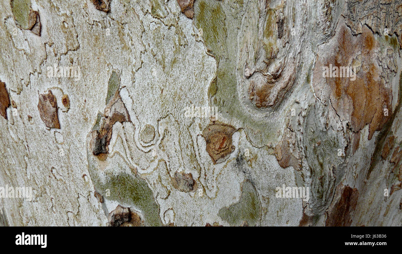farbige bunte wunderschöne vielfältige farbenprächtige Rinde Ahorn Baum ...