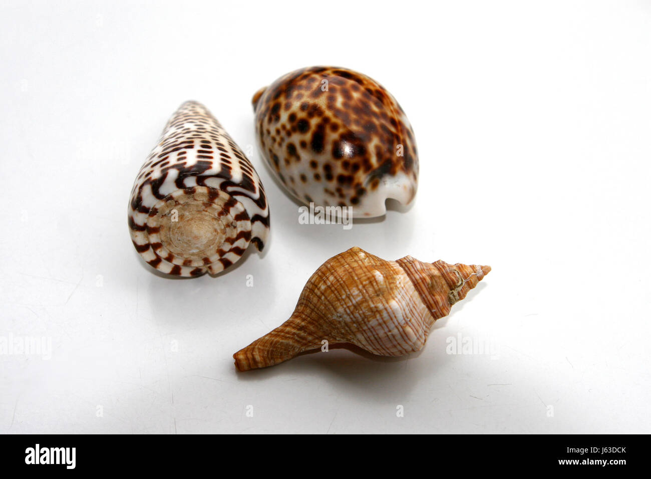 Schnecke Schnecke Schale Muscheln Meer Tier Muscheln Muscheln Schnecke ...