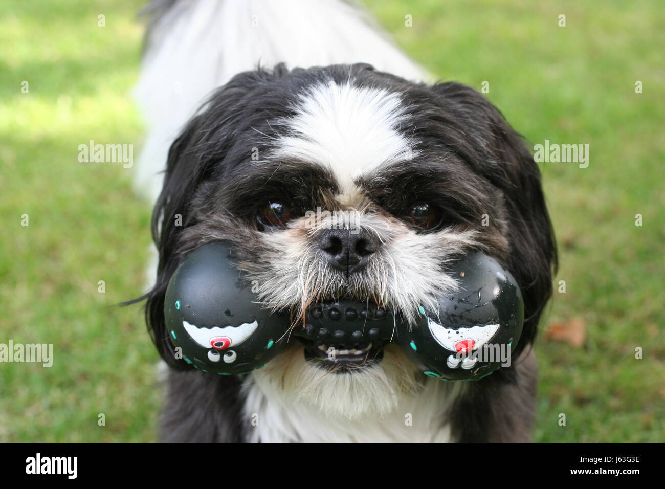 Shi tsu -Fotos und -Bildmaterial in hoher Auflösung – Alamy