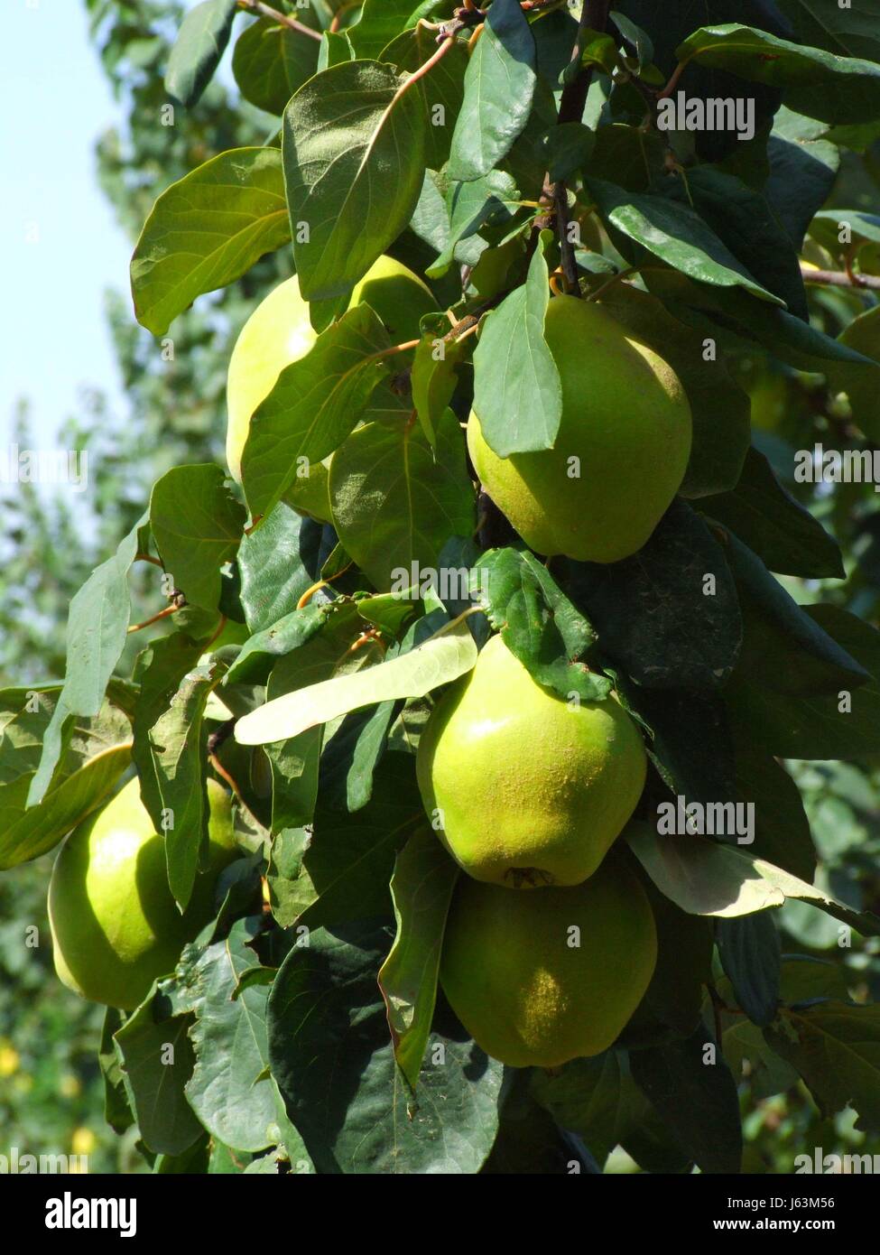 Cydania Oblonga Stockfotos und -bilder Kaufen - Alamy