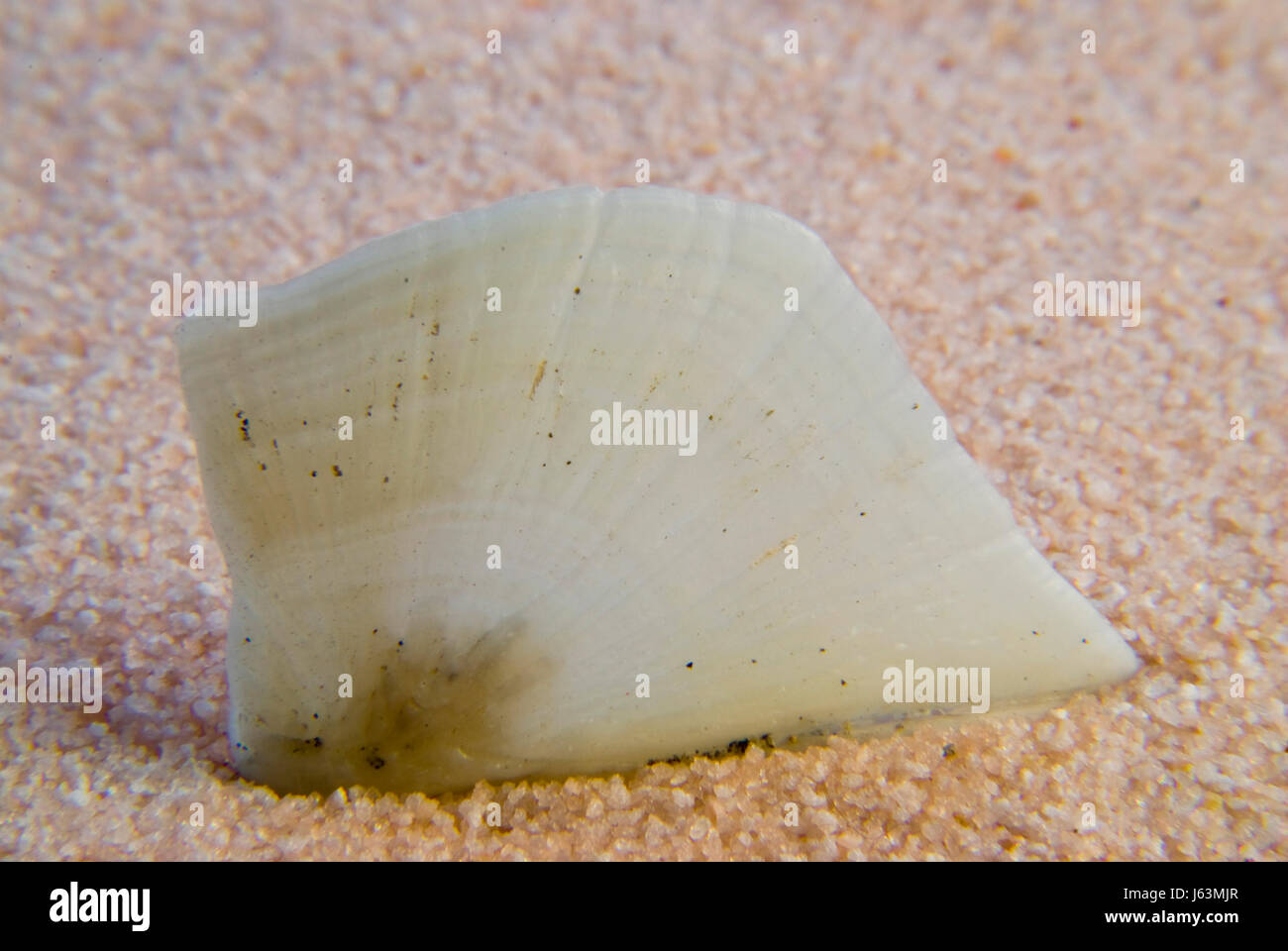 Muschel Schnecke Kabinett Gehäuse Tier Molluske Tiere Strand Meer ...