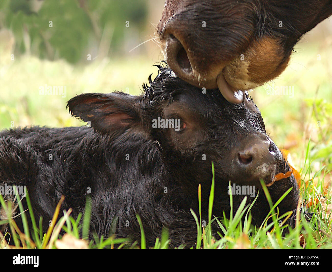 tierische Jungrinder Kalb Mutter Glück Weide Emotionen Tier Tiere Kuh ...