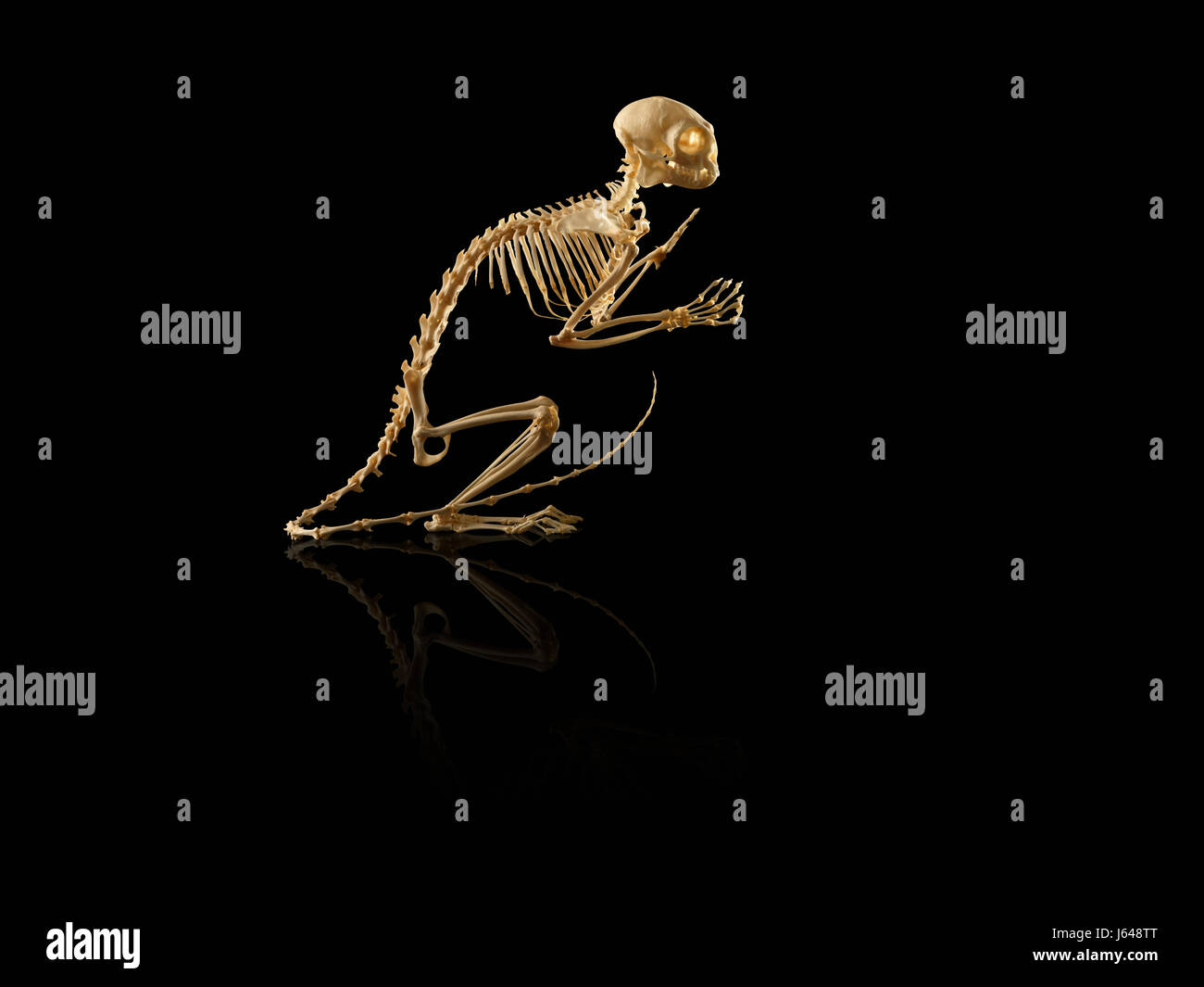 Tier- und Vogelarten Skelette Stockfotografie - Alamy