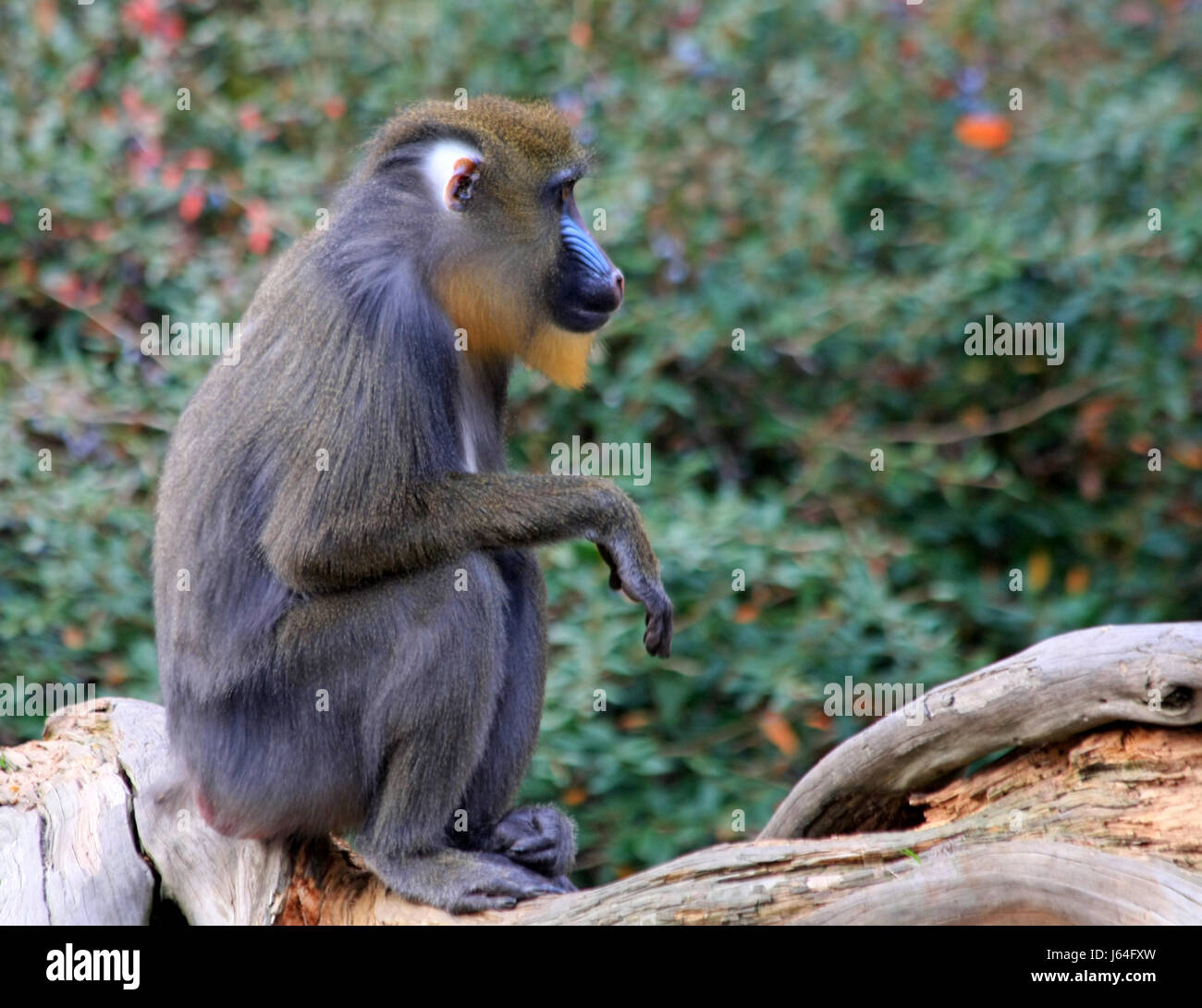 Profil-Tier farbig bunte wunderschöne vielfältige farbenprächtige Affe ...