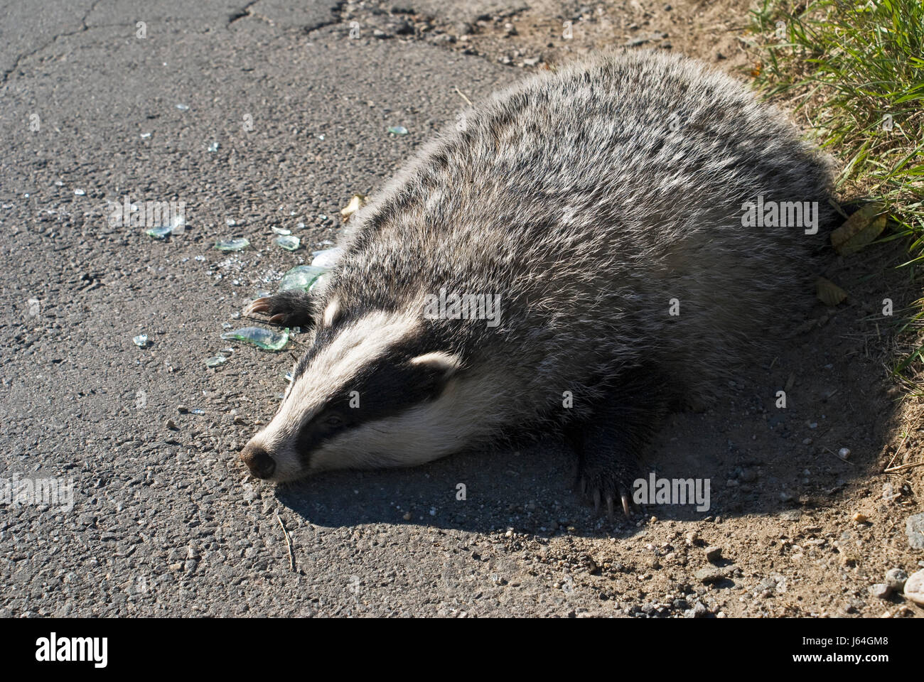 Dachs, tot, sterben, Unfall, Dachs, Straße Unfall, tot, Roadkill ... Dachs, tot, sterben, Unfall, Dachs, Straße Unfall, tot, Roadkill ...
