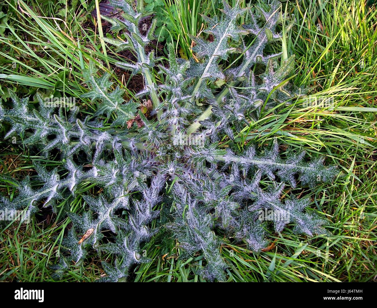 grüne Distel Rosette Wiese Rasen Rasen grünen Haaren Unkraut Distel ...