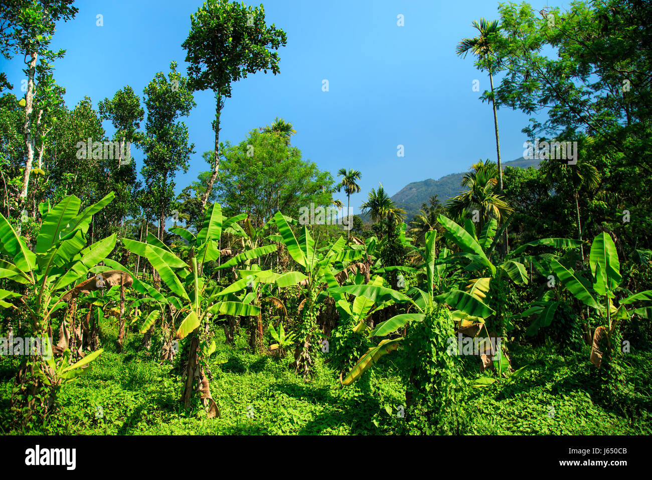 Banana Tree Bunch Bananas Plantations Stockfotos und -bilder Kaufen - Alamy
