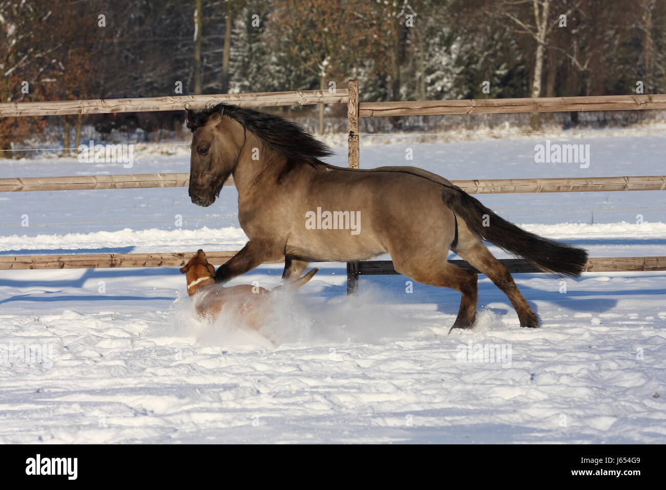 Verletztes pferd -Fotos und -Bildmaterial in hoher Auflösung – Alamy